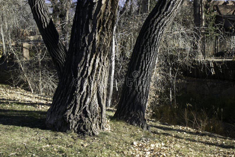 Large Tree Trunks stock photo. Image of trunks, plants - 104825208