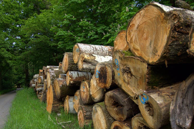 Large Tree Trunks in the Middle of the Forest Stock Image - Image of ...