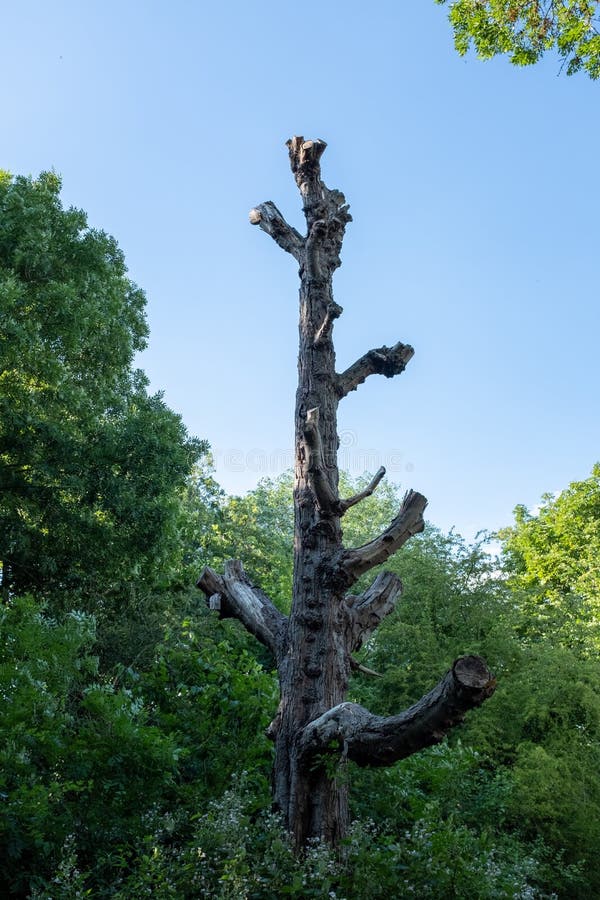 709 Tall Short Tree Stock Photos - Free & Royalty-Free Stock Photos ...