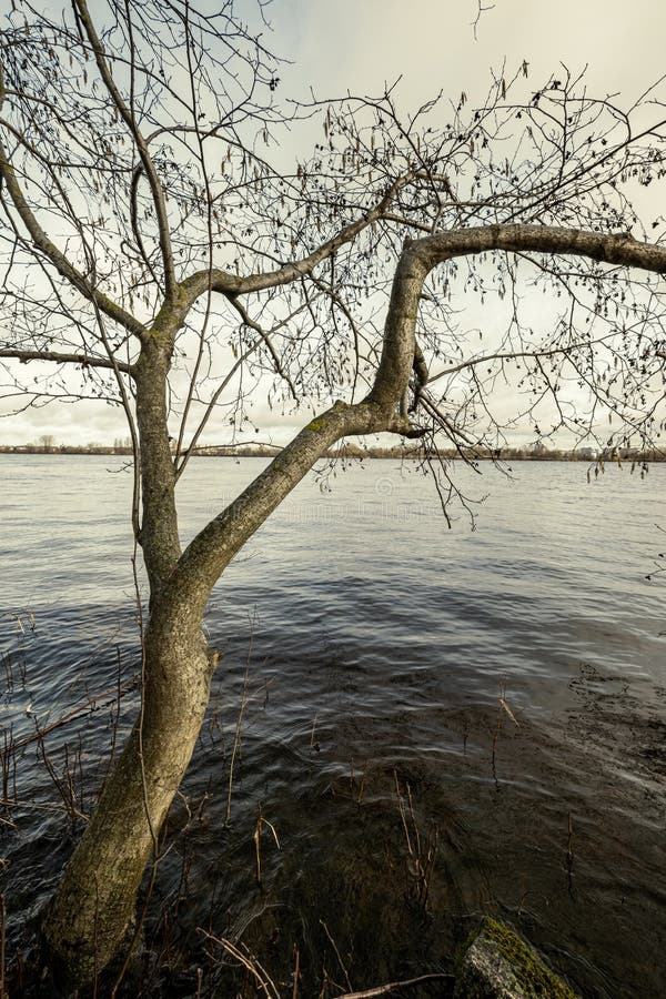 Large Tree Trunks Standing in the Water on the Lake Shore Stock Image ...