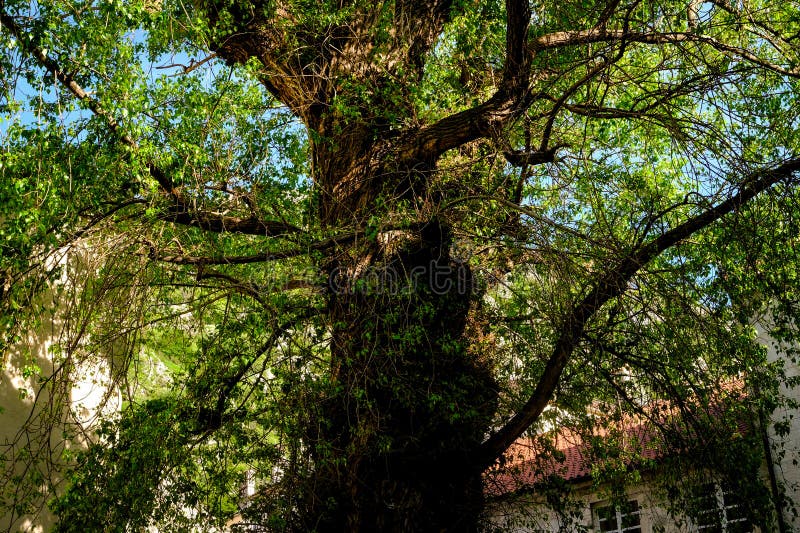 Large Tree with a Twisted Trunk and Dense Green Foliage, Possibly Salix ...