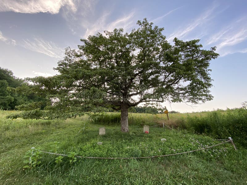 Large Tree with Two Gravestones in an Enclosed Area Stock Photo - Image ...