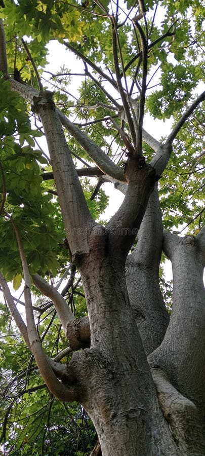 A Large Tree with a Unique and Interesting Trunk Shape Stock Image ...