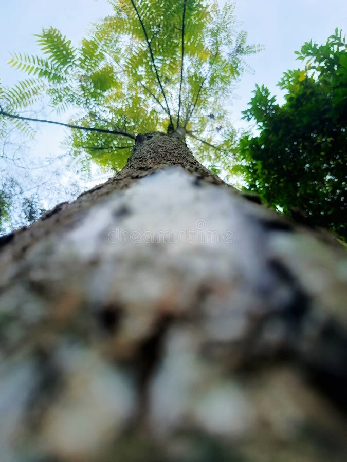 A Large Tree that is Upright and Tall in Nature Stock Photo - Image of ...