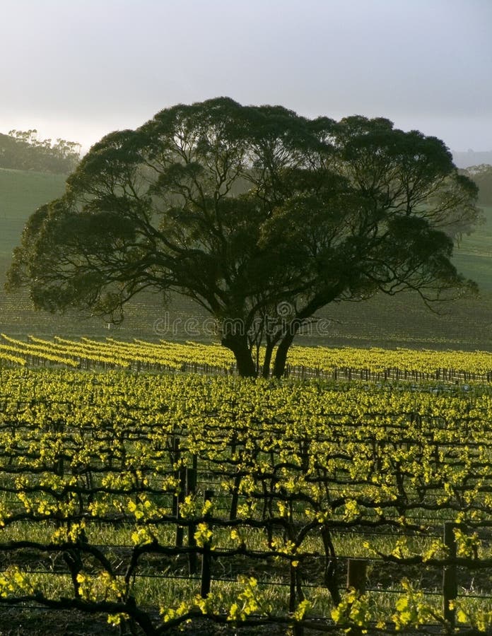 Large Tree in Vineyard stock photo. Image of bright, sunrise - 281626