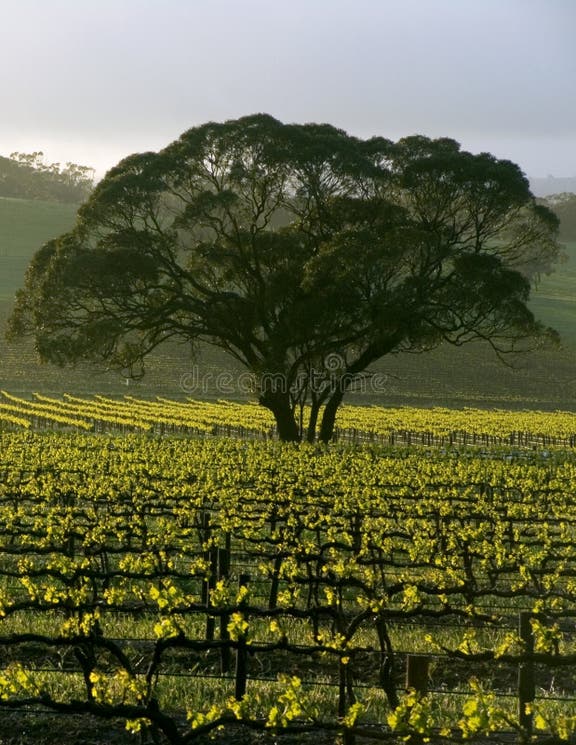 Large Tree in Vineyard stock photo. Image of bright, sunrise - 281626