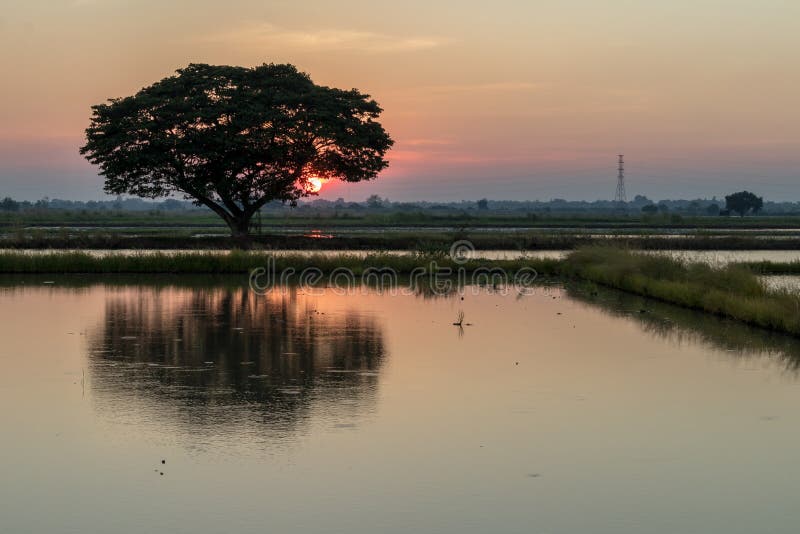 A Large Tree with Water Reflection Sunset. Stock Photo - Image of ...