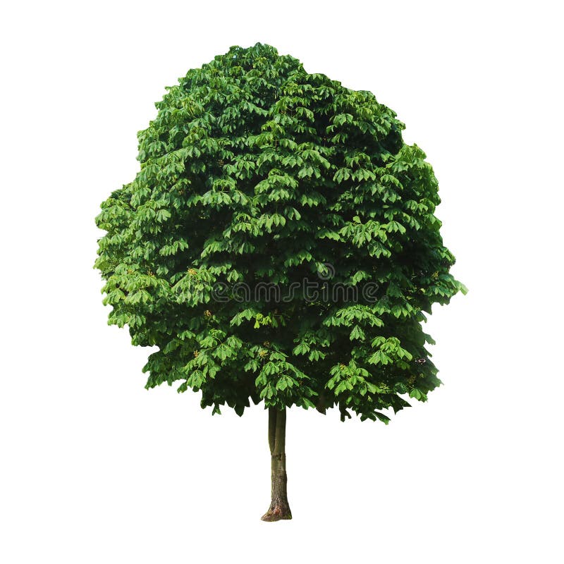 Large Tree on White Background, Isolate. Use for Advertising, Design ...