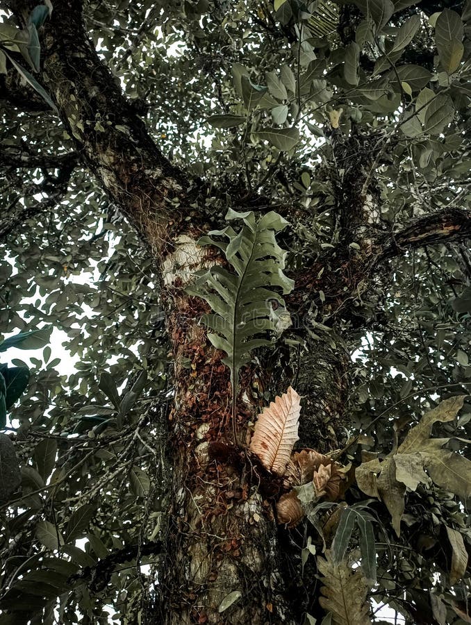 A Large Tree Whose Trunk is Covered with Bushes on the Edge of the ...