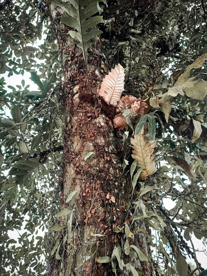 A Large Tree Whose Trunk is Covered with Bushes on the Edge of the ...