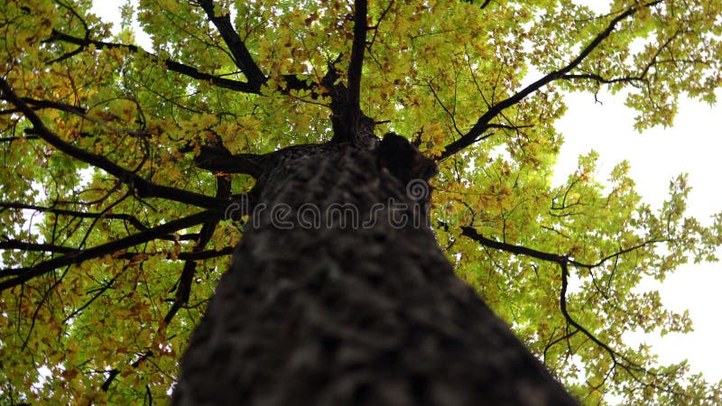 Large Tree with a Wide Trunk and Yellow Autumn Leaves. the Camera ...