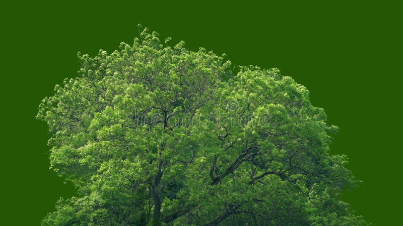 Large Tree in Wind Isolated with Alpha Channel Stock Video - Video of ...