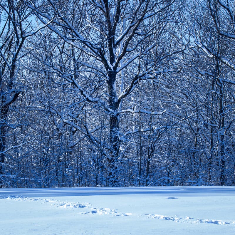 Large Tree in the Winter Evening Forest is Covered with Bright Snow ...