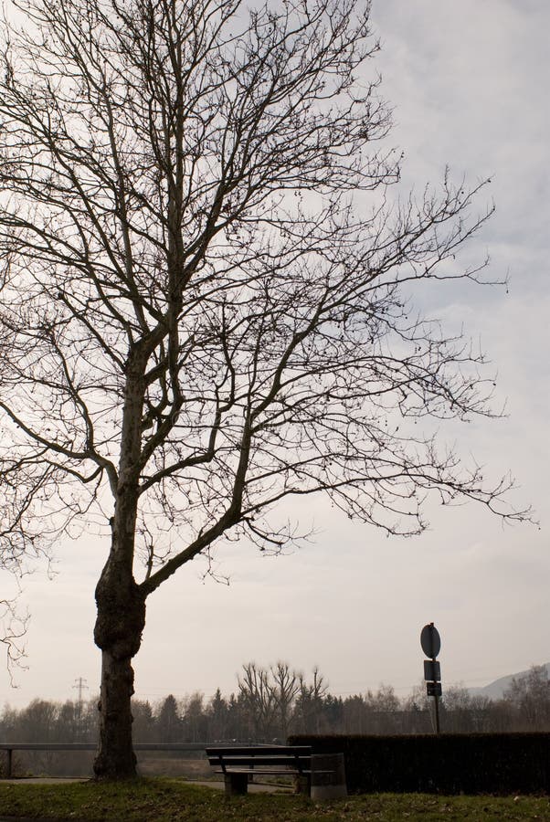 Big Tree with Dead Branches Stock Photo - Image of phenomenon, blossom ...