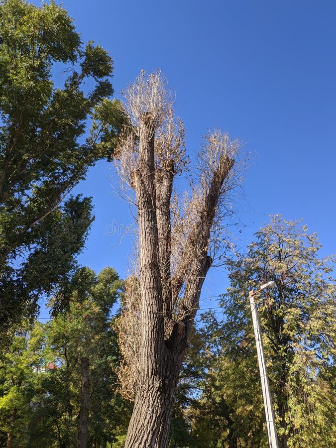 A Large Tree Withered and Died after Pruning the Trunk and Branches ...