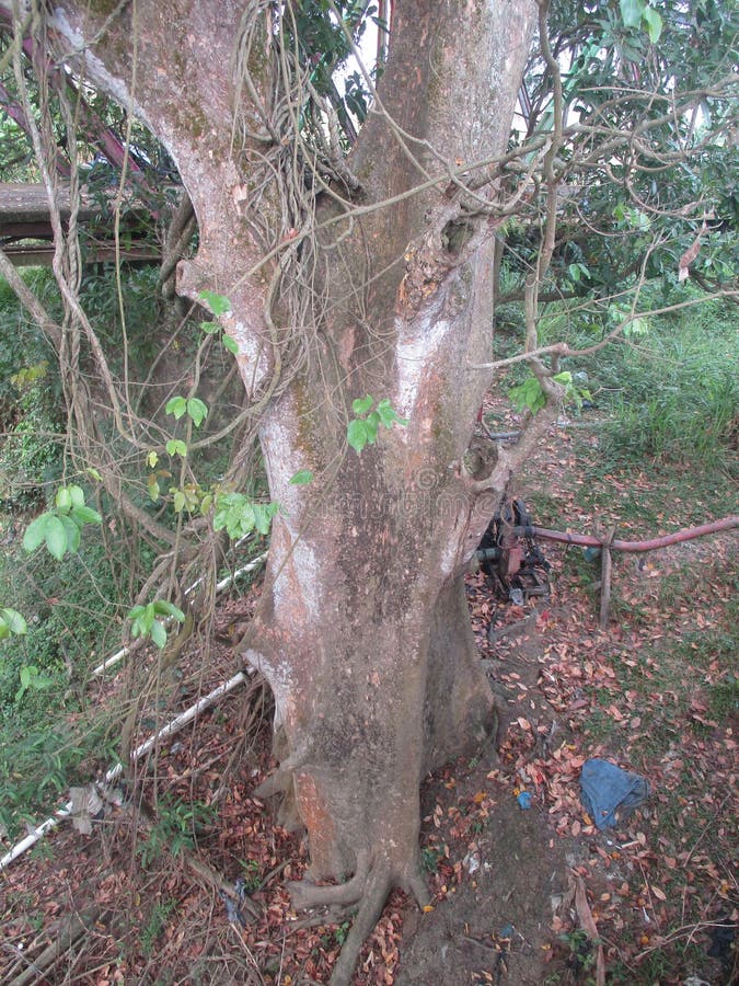 A Large Tree that is about 300 Years Old is Under the Bridge and the ...