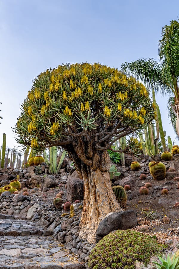 A Large Tree with Yellow Leaves Stands in Front of a Group of Cacti ...