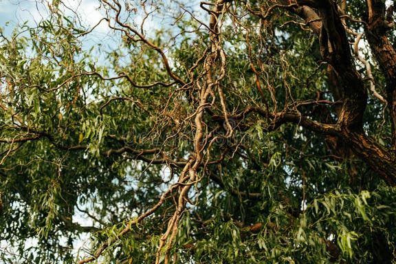 A Large Tree of Yves Matsudan Openwork, Against the Blue Sky Stock ...