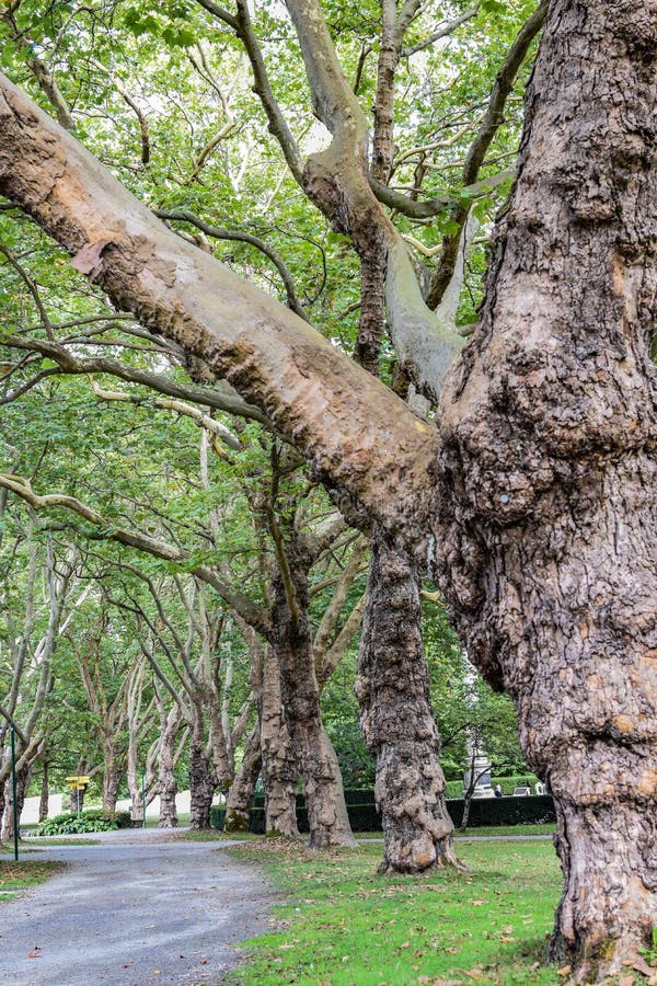 Large Trees Along Paved Pathway Inside Nature City Park Stock Photo ...