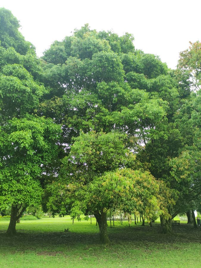 Large Trees in a Botanical Garden Field Stock Image - Image of woodland ...
