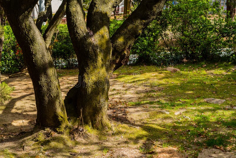 Large Trees Covered with Moss in Clearing Stock Photo - Image of asia ...