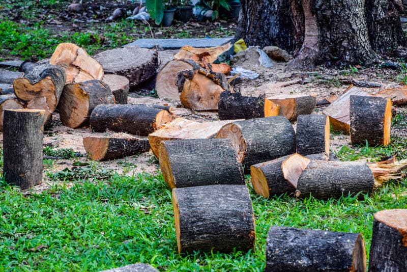 Large Trees Cut into Small Pieces, Placed on the Lawn, the ...