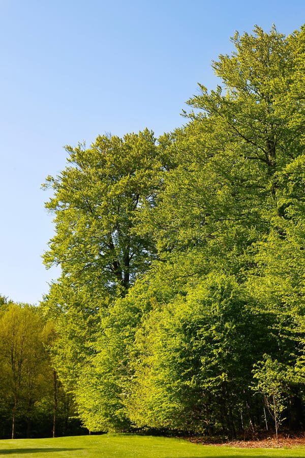 Large Trees with Green Leaves Stock Image - Image of summer, leaves ...