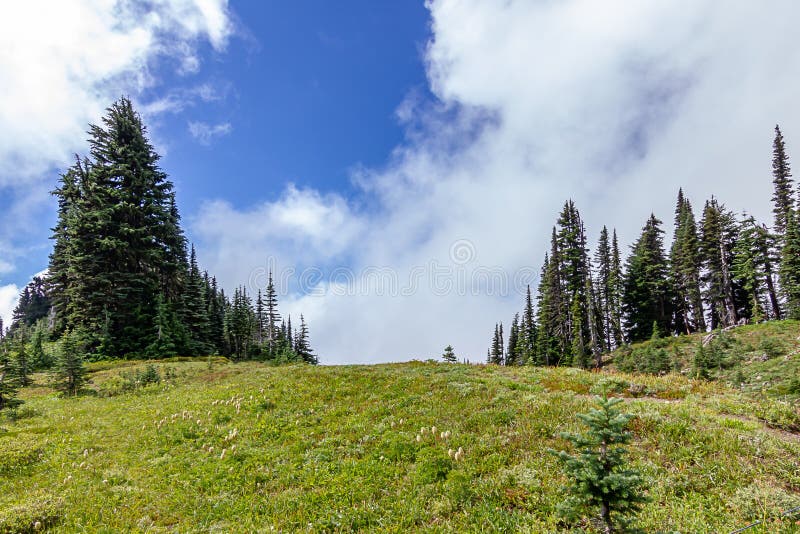Large Trees Growing on Edges of Alpine Meadow Stock Photo - Image of ...