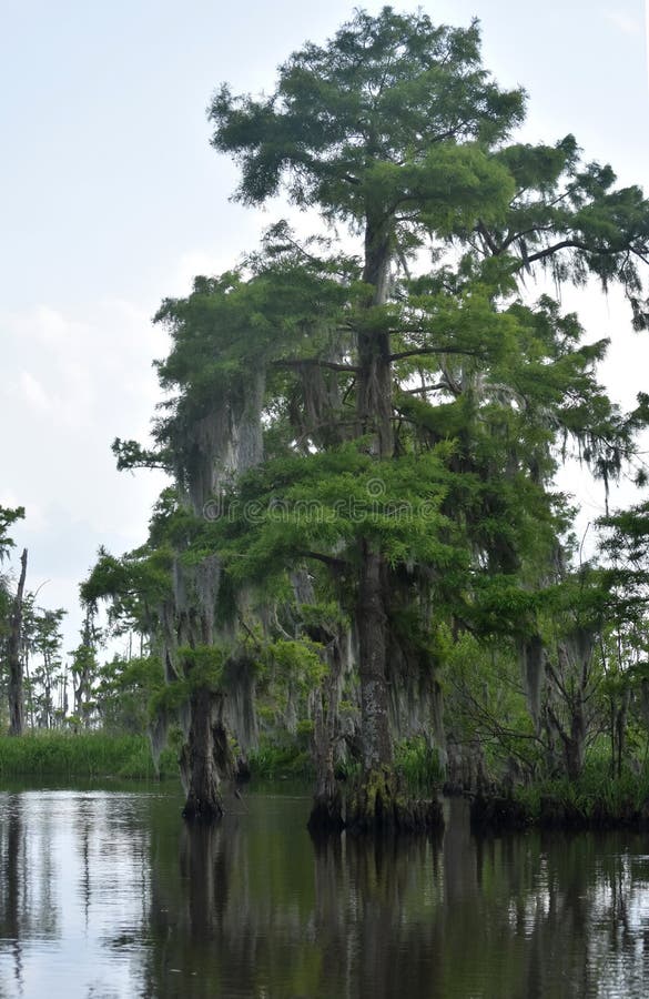 Large Trees Growing Out of the Swamp Stock Photo - Image of orleans ...