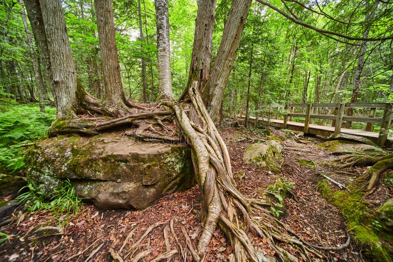 283 Trees Roots Above Ground Stock Photos - Free & Royalty-Free Stock ...