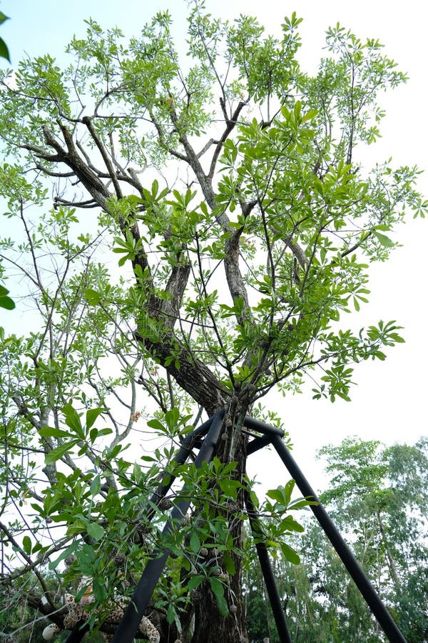A Large Tree Supported by Pillars. Stock Photo - Image of green, branch ...