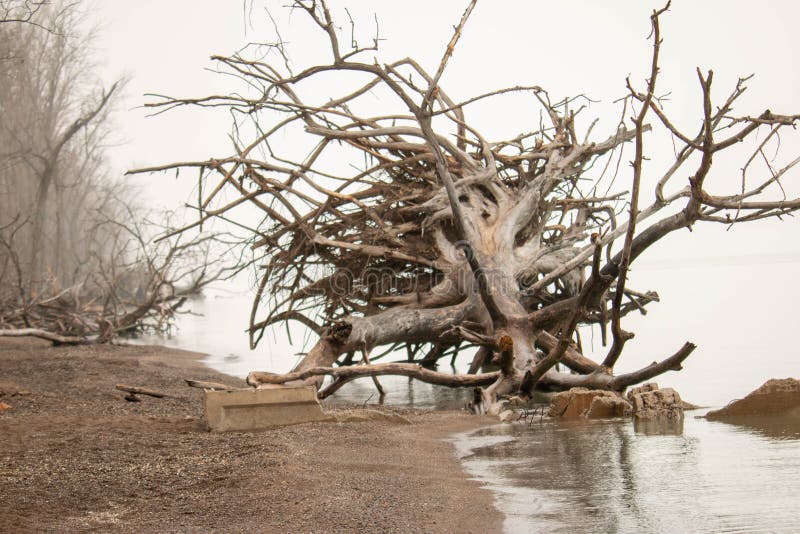 Large Trees that Have Fallen Over on Point Pelee Beach Stock Photo ...