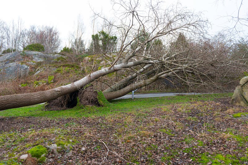 Large Trees that Have Fallen during a Storm Stock Image - Image of wood ...