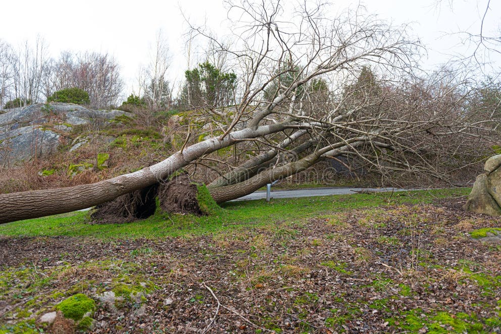 Large Trees that Have Fallen during a Storm Stock Image - Image of wood ...