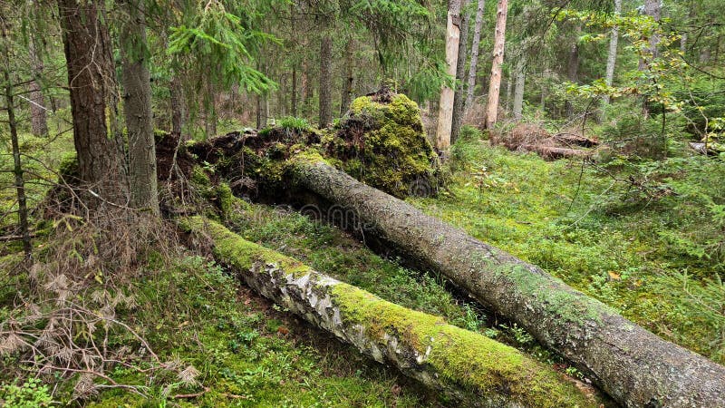 Large Trees are Knocked To Ground in the Forest after Strong Hurricane ...