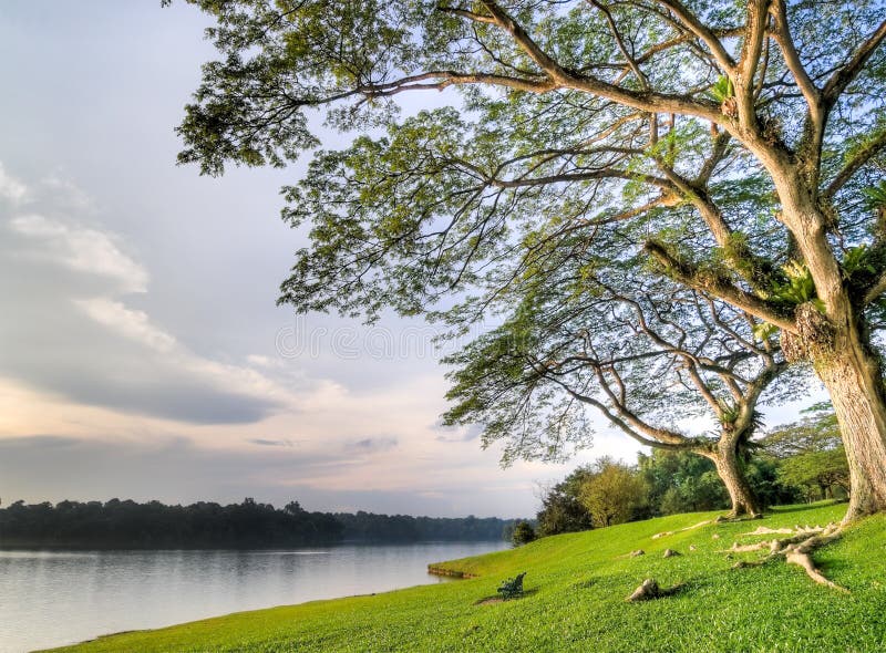 Large Trees On Lakeshore Picture. Image: 7039146