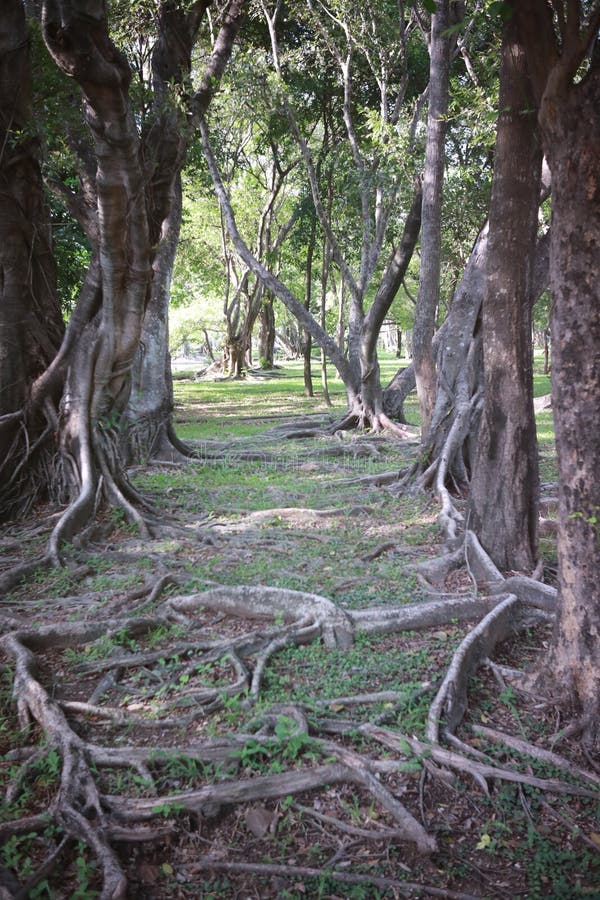 Large Trees on the Left and Right Sides Have Large Roots on the Ground ...