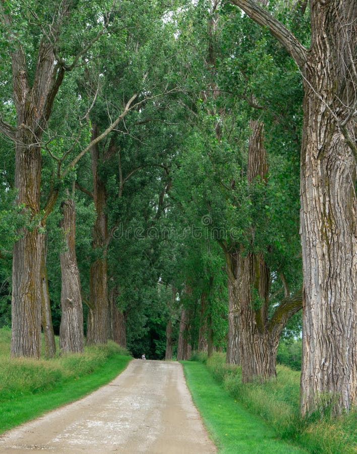 Large Trees Lining Walking Path Stock Image - Image of lining, walking ...