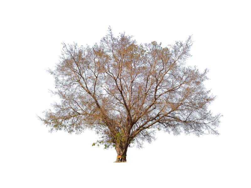Large Trees with Little Leaves, in Autumn, Naturally, on a White ...