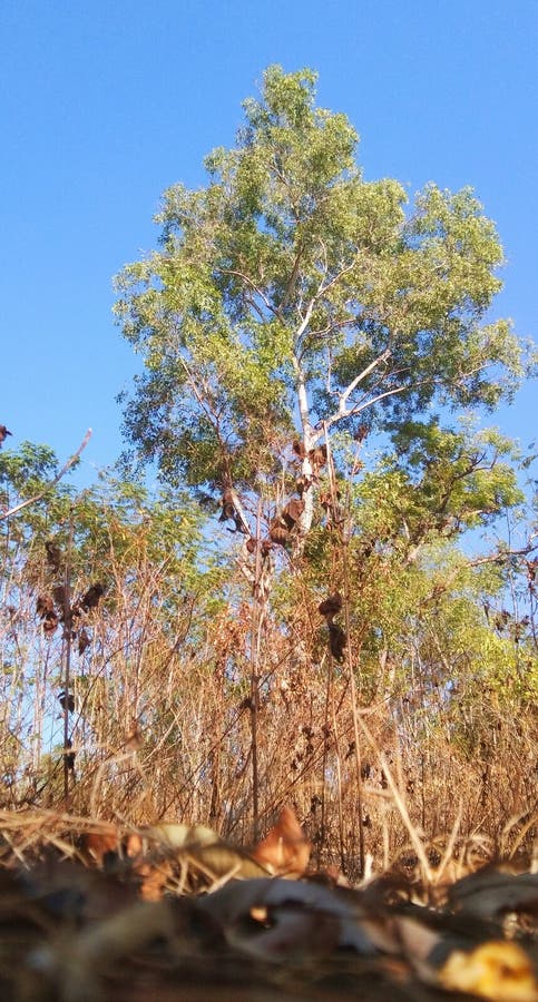 Large Trees in the Middle of a Barren and Dry Forest Still Look Green ...