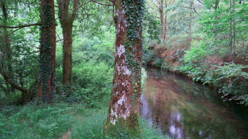 Large Trees Next To a Water Channel in the Forest Stock Photo - Image ...