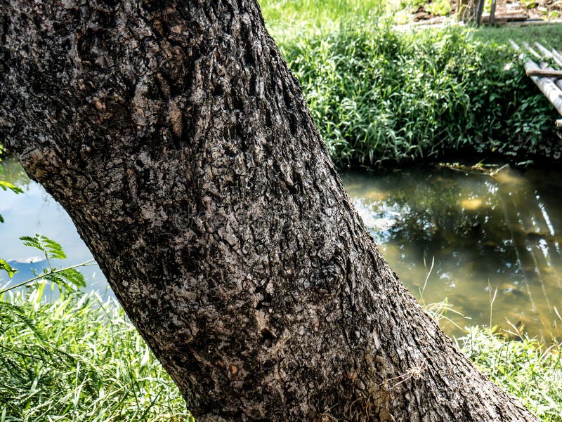 The Big Bark that Grows by the River Stock Image - Image of beautiful ...