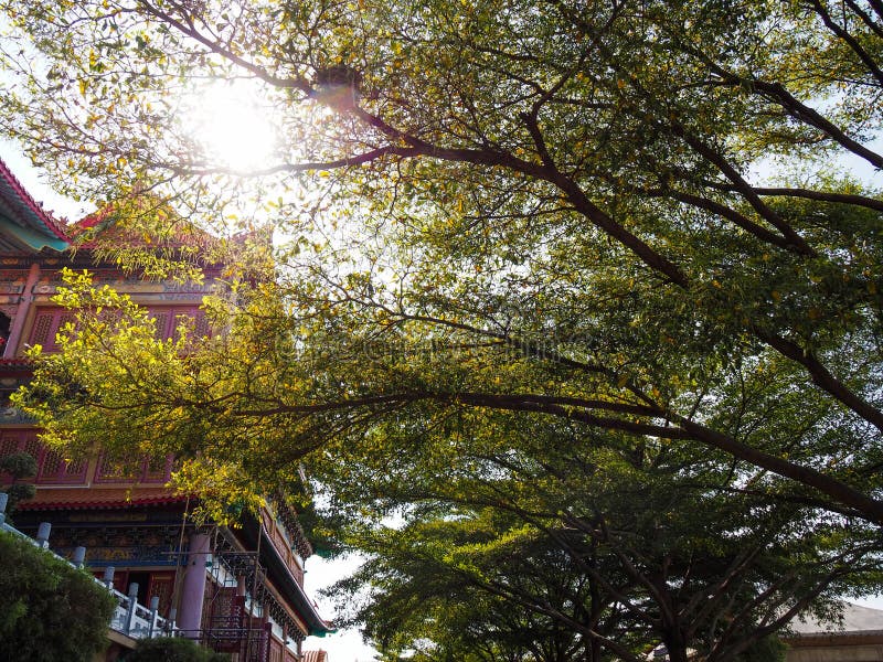 Large Trees that Provide Shade Even on a Hot Sunny Day Stock Photo ...
