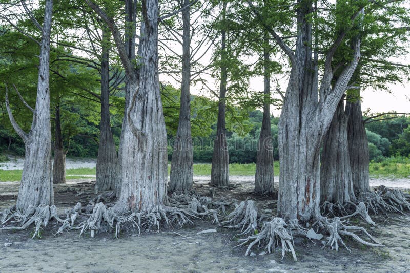 283 Trees Roots Above Ground Stock Photos - Free & Royalty-Free Stock ...