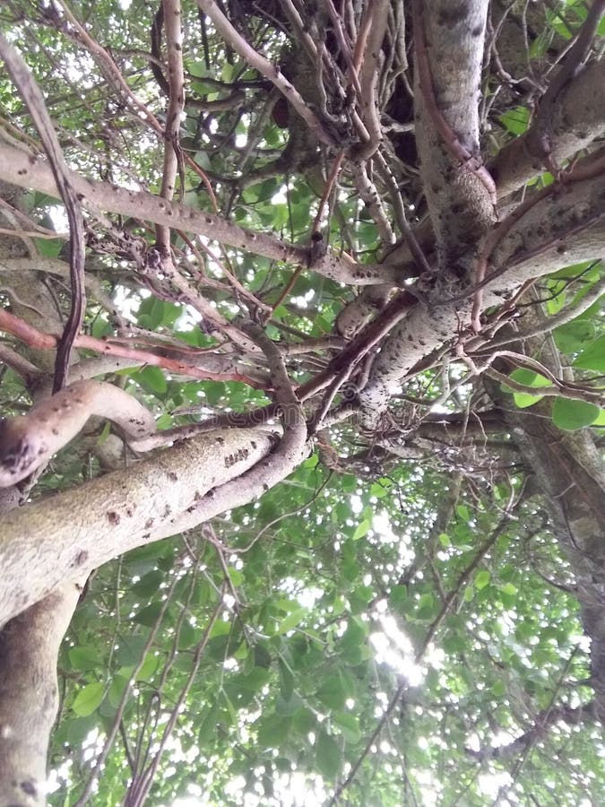 Tree Ruts. Jungle Tree Ruts Stock Photo - Image of hand, wood: 206171122