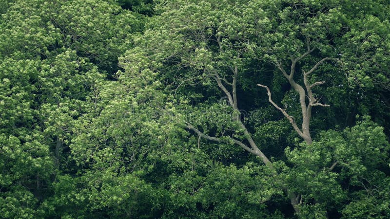 Large Trees Shaking in the Wind Stock Footage - Video of stormy ...