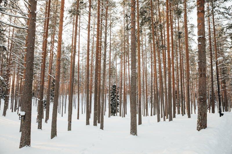Large Trees with Snow in the Forest in Winter Travel Winter Hike Stock ...