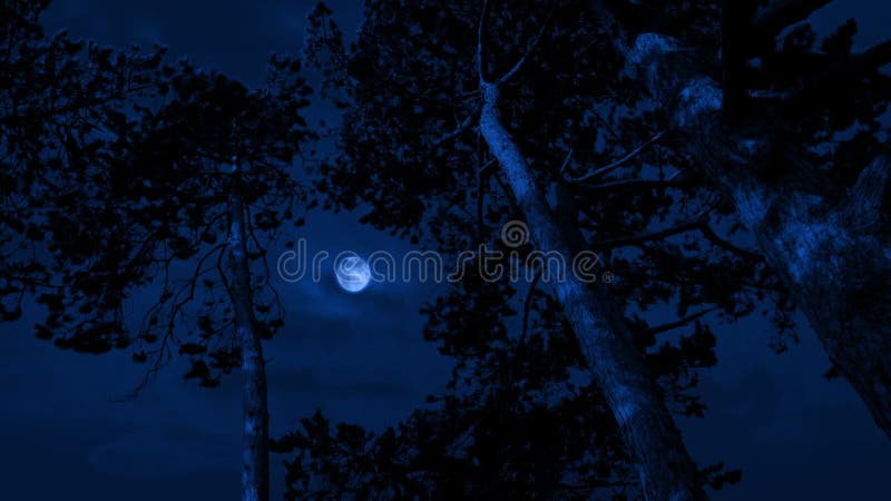 Tall Trees Sway in the Wind in Moonlight Stock Video - Video of trees ...