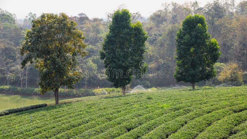 Large Trees in Tea Plantation Stock Image - Image of industry, horizon ...