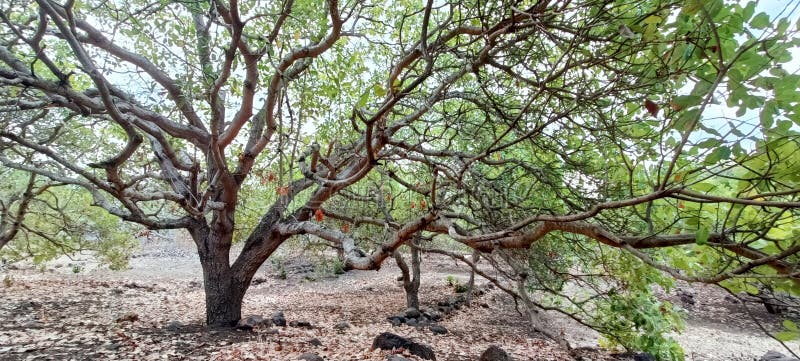 Large Trees in Tropical Forests with Lots of Branches Can Be Called ...